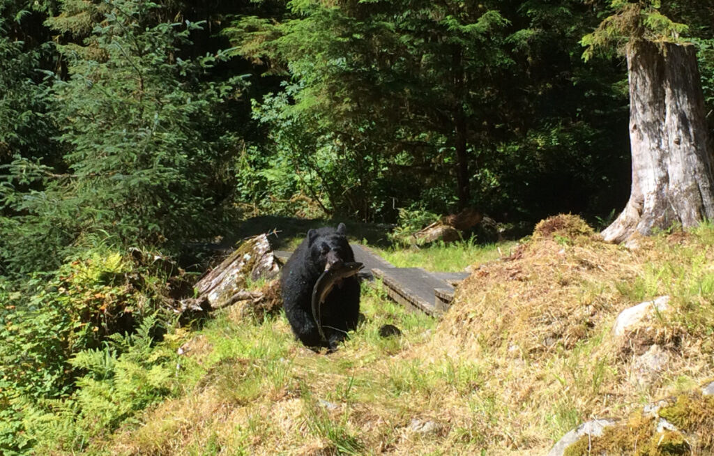 Anan Bears Tour | Alaska Bear Viewing | Muddy Water Adventures