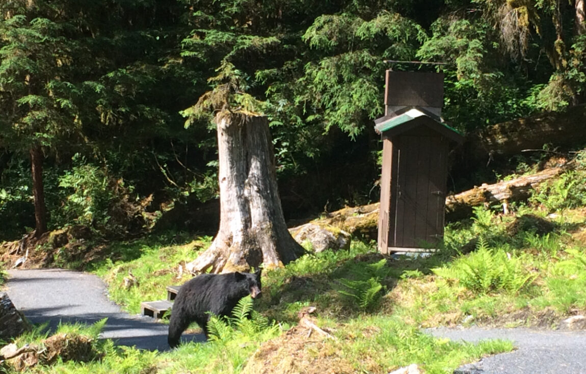 Anan Bears Tour | Alaska Bear Viewing | Muddy Water Adventures
