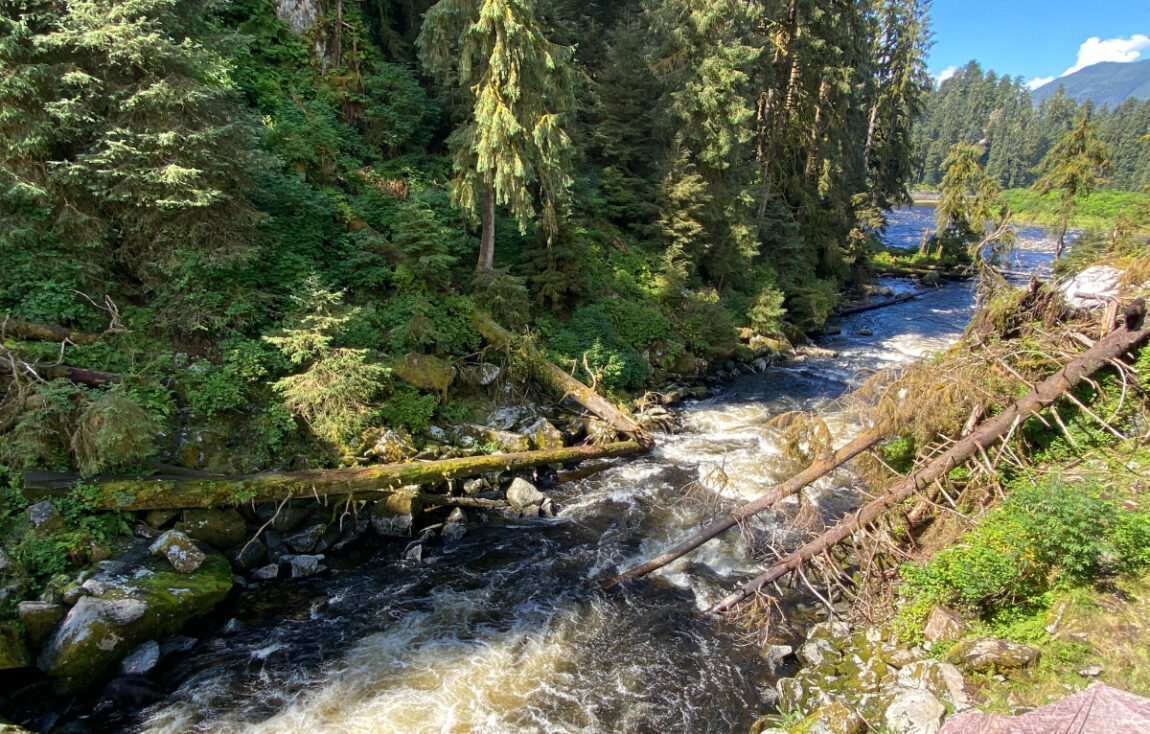 Anan Bears Tour | Alaska Bear Viewing | Muddy Water Adventures