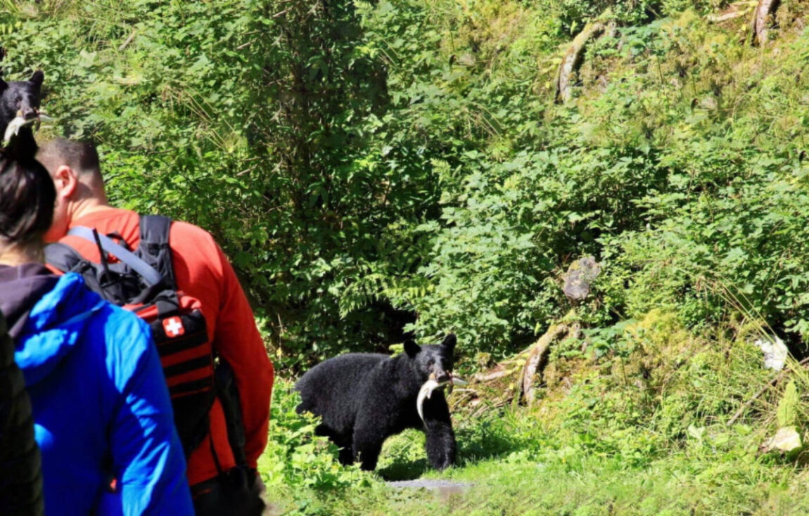 Anan Bears Tour | Alaska Bear Viewing | Muddy Water Adventures